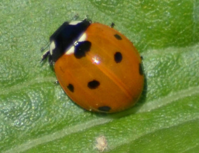 What Kind of Ladybug is Pink, Oval and has Large Black Spots on Its ...