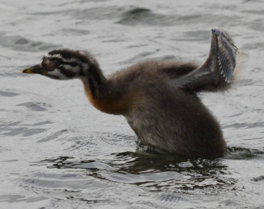 Red Necked Grebes Dive into Nesting on Lake Ontario | Natural Crooks ...