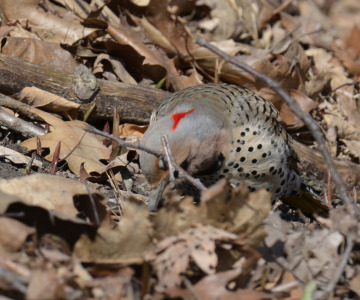 What Large Brown Spotted Bird Is Feeding on My Lawn? | Natural Crooks ...