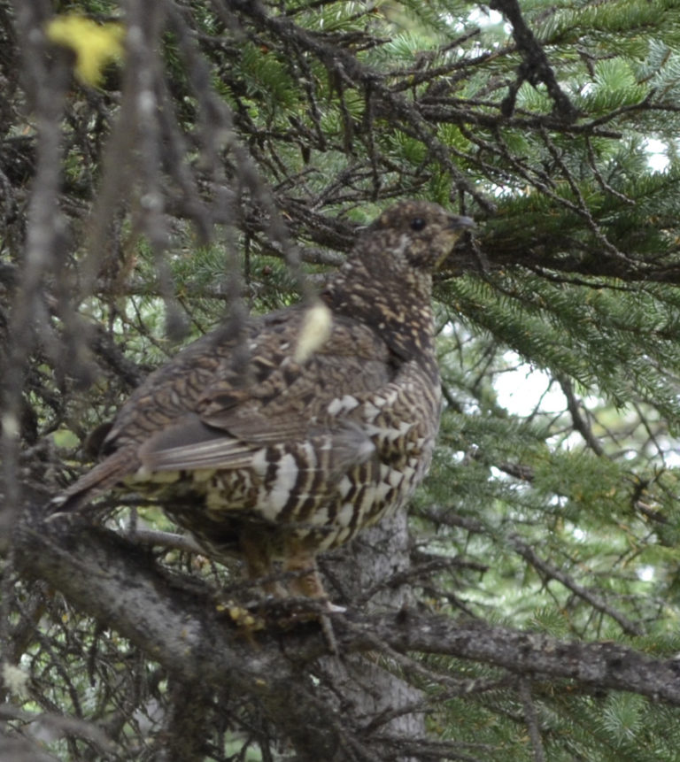 A Spruce Grouse or a Franklin’s Grouse at Peyto Lake, Alberta | Natural ...