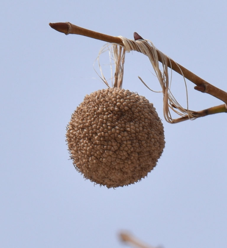 What’s This Tree with Split Bark and Hundreds of Round Fuzzy Brown ...