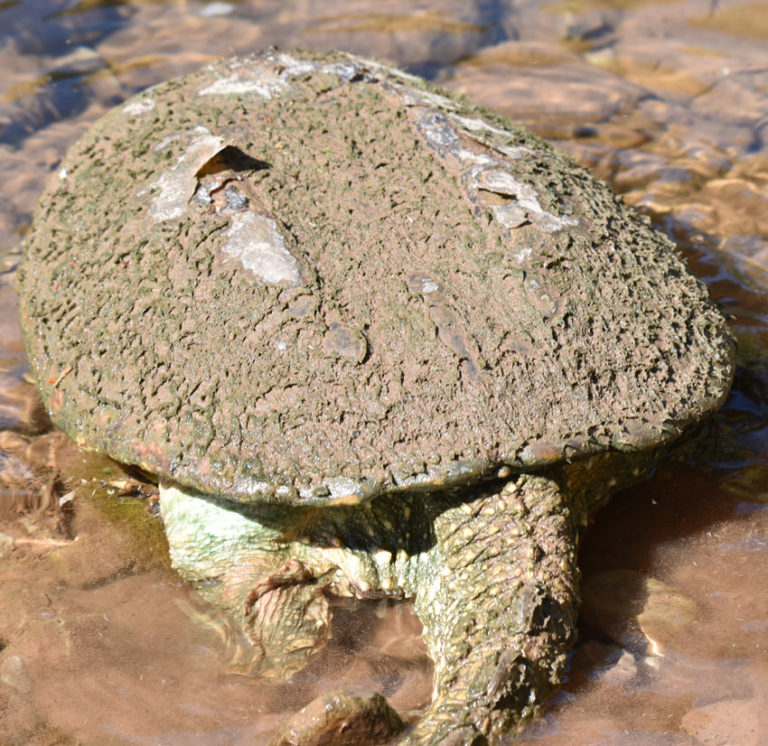 Snapping Turtles: So Ugly They Are Appealing | Natural Crooks Ramblings