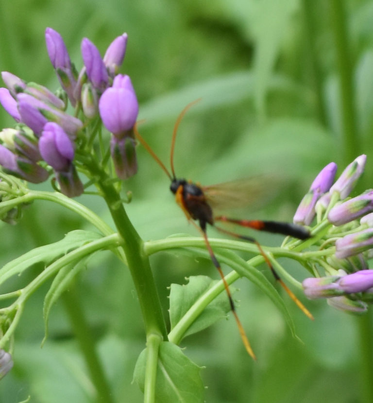 What Large Skinny Wasp or Fly Has Long Red Antenna, Long Orange Black ...
