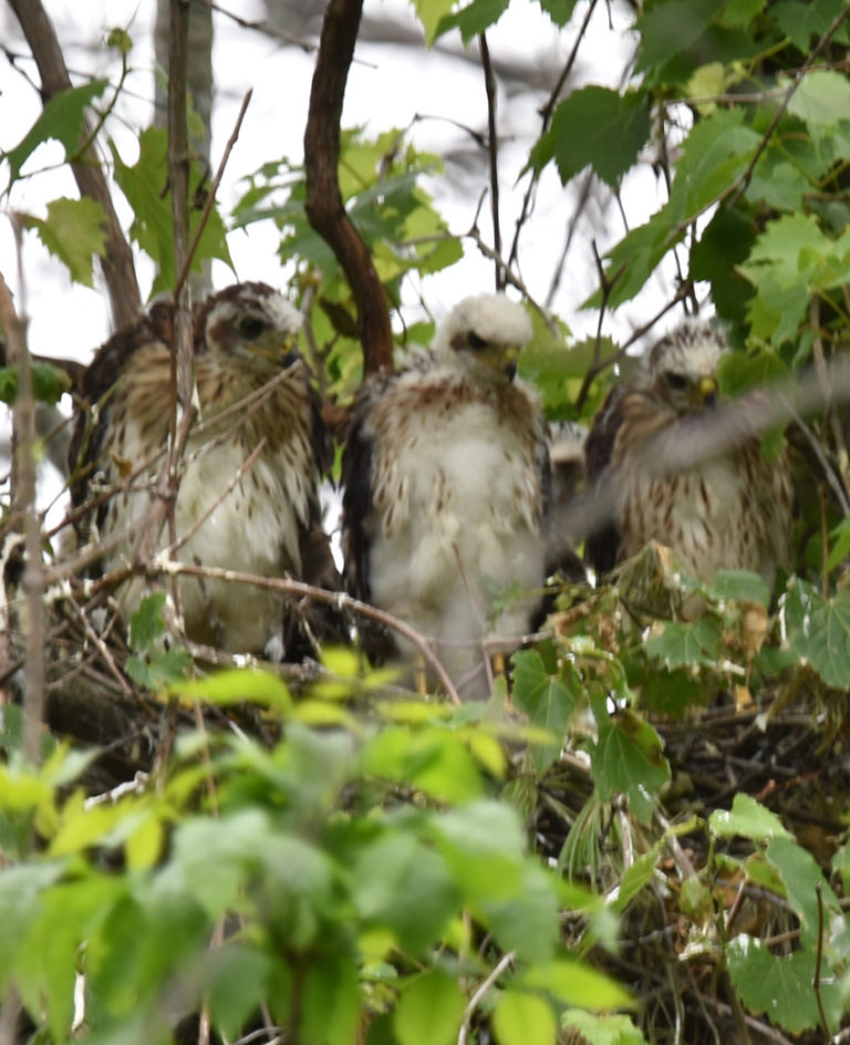 Cooper’s Hawks Raise a Family at the Rattray Marsh in Mississauga ...