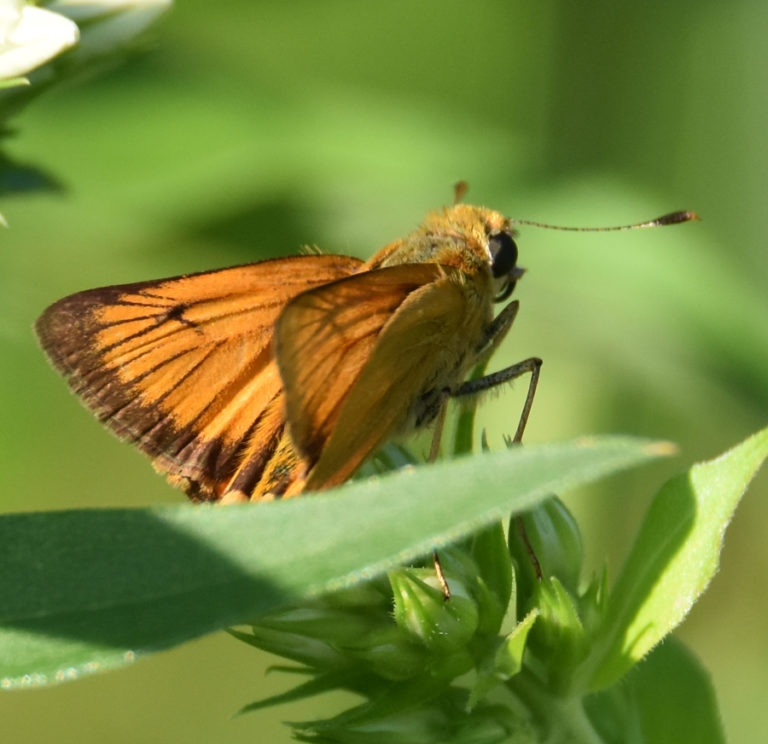 Trying to Sort Out Some Plain Brown Skipper Butterflies Browsing on the ...
