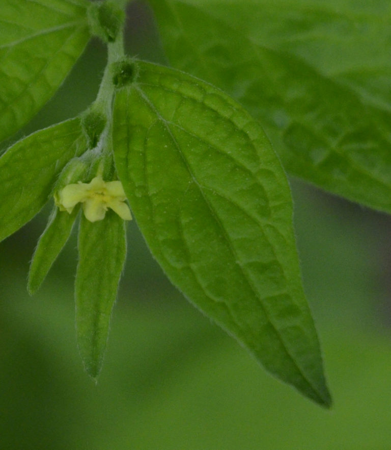 What’s This Tall Plant with Tiny Yellow Tube Shaped Flowers with 5 ...
