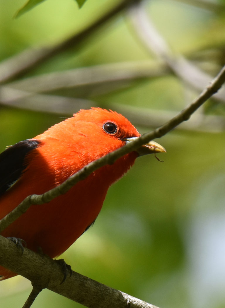 What Is This Bright Red Robin-sized Bird with Black Wings? | Natural ...