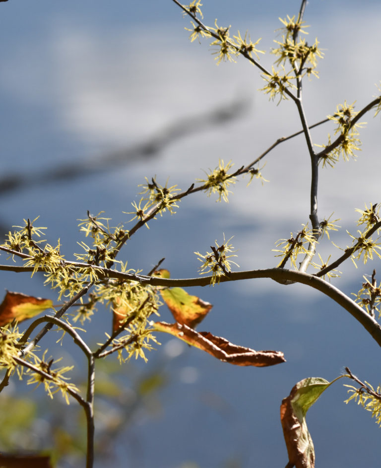 What Are These Wilted Messy Yellow Flowers or New Leaves Doing On This ...