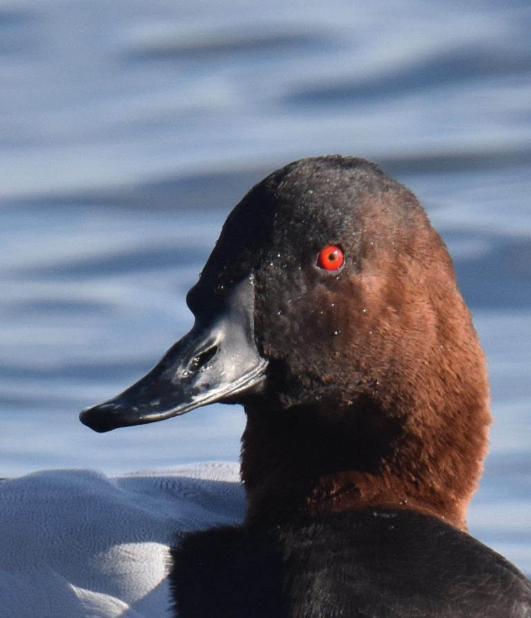 A Canvasback Cruises Past at LaSalle Marina | Natural Crooks Ramblings